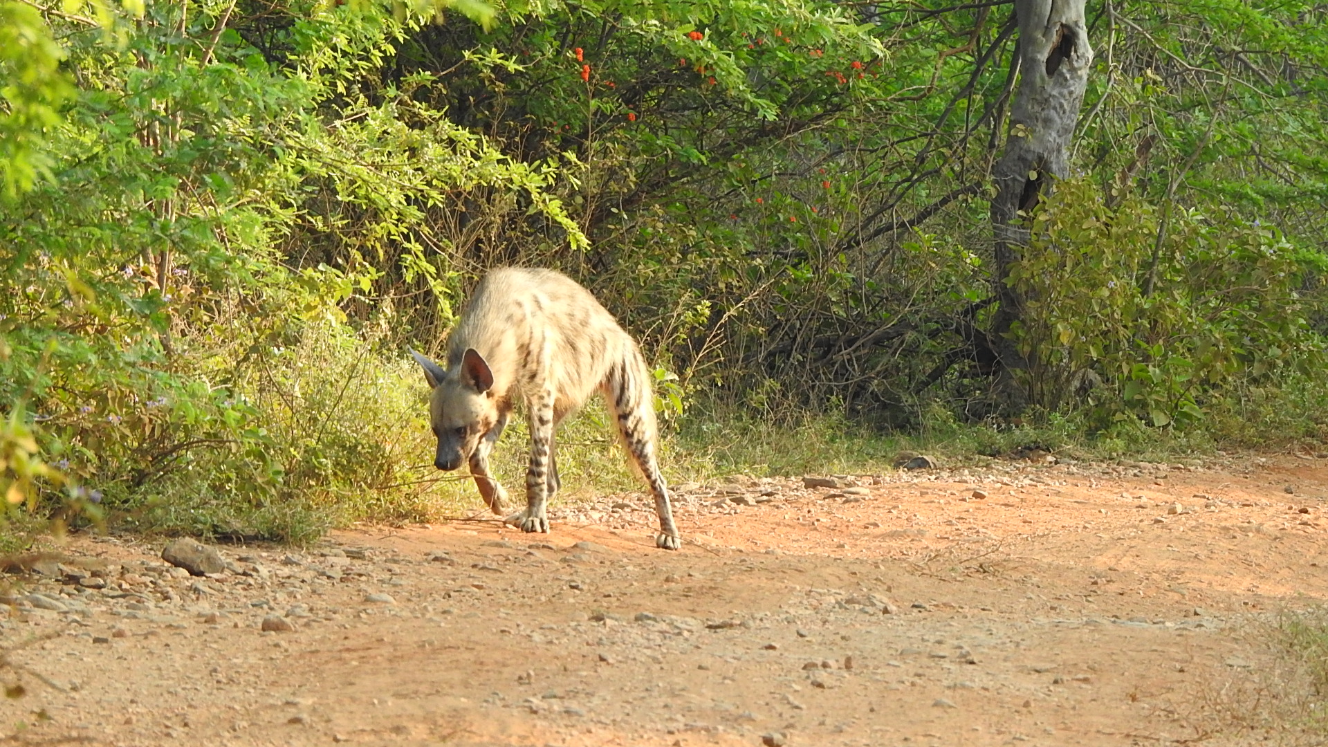 Sathyamangalam Tiger Reserve